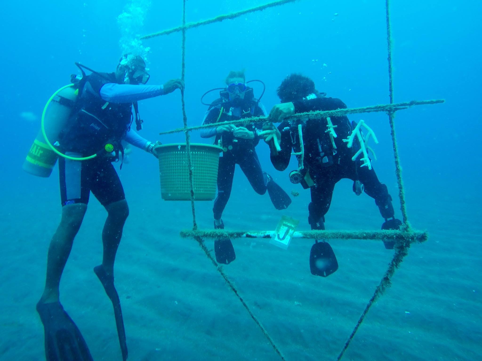 Restoring coral reefs Saba Bank continues post-Hurricane Irma ...